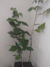 Buy Online Latham Red Raspberry Fruit Plants For Your Home And Garden ...