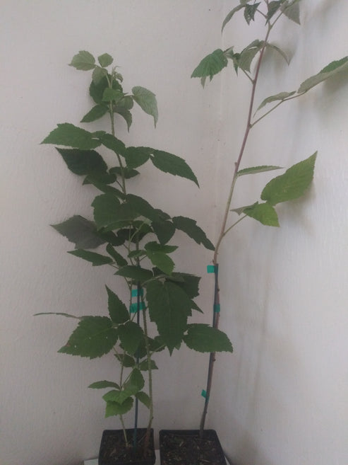 Buy Online Latham Red Raspberry Fruit Plants For Your Home And Garden ...