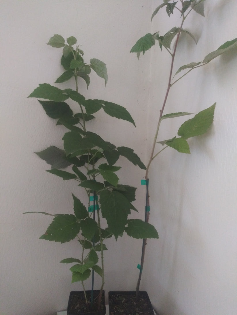 Buy Online Latham Red Raspberry Fruit Plants For Your Home And Garden ...