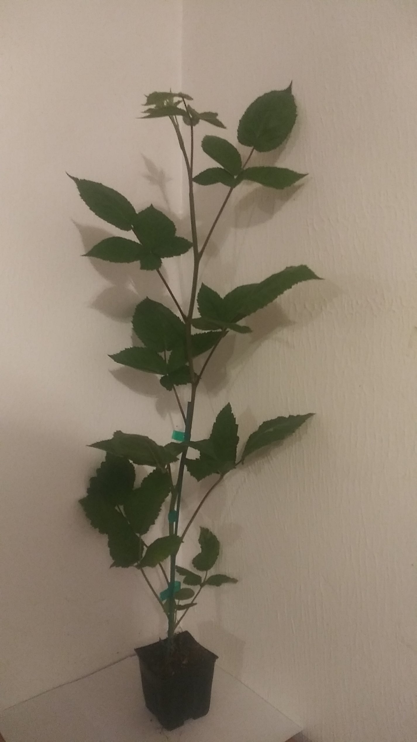 Buy Online Latham Red Raspberry Fruit Plants For Your Home And Garden ...