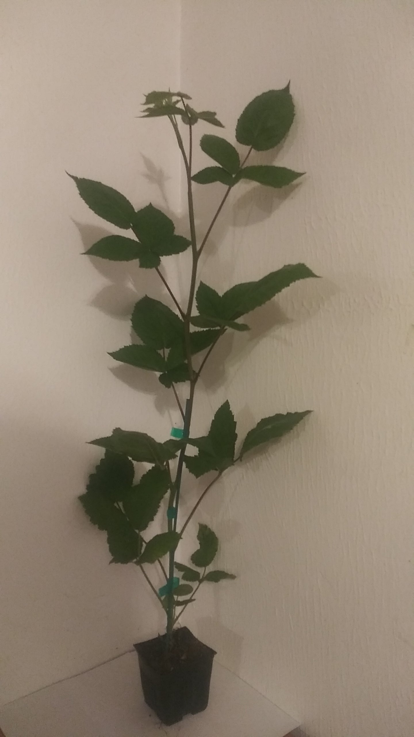 Buy Online Latham Red Raspberry Fruit Plants For Your Home And Garden ...