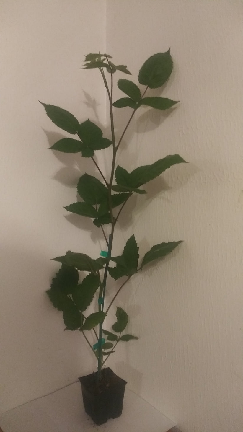 Buy Online Latham Red Raspberry Fruit Plants For Your Home And Garden ...