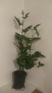 Buy Online Latham Red Raspberry Fruit Plants For Your Home And Garden ...