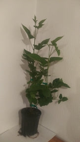 Buy Online Latham Red Raspberry Fruit Plants For Your Home And Garden ...