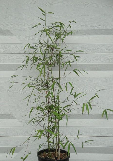 Buy Online Borinda Boliana Blue Bamboo Plant For Your Home And Garden ...