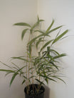 Buy Online Phyllostachys Decora Bamboo Plant For Your Home And Garden ...
