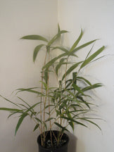 Buy Online Phyllostachys Decora Bamboo Plant For Your Home And Garden ...
