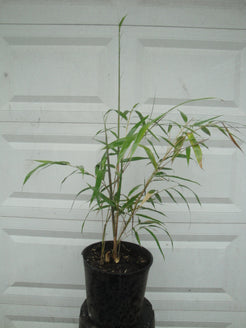 Buy Online Phyllostachys Madake Giant Timber Bamboo PlantForYourGarden ...