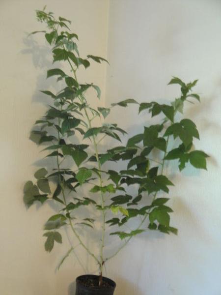 Buy Online Canby Red Raspberry Fruit For Your Home And Garden. – Maya ...