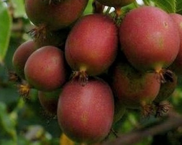 Buy Online Actinidia Arguta 'Kens Red' Cold Hardy Kiwi Fruit Vine ...