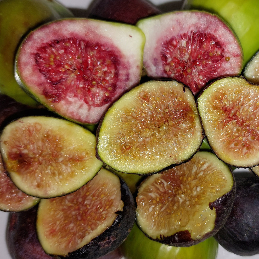 Buy Online Negronne Fig Fruit Tree For Your Home And Garden. – Maya ...