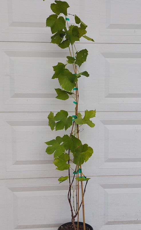 Buy Online Vanessa Red Grape Vine With Sweet, Seedless Type Of Fruit ...