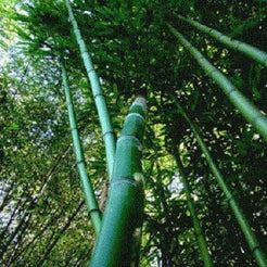 Buy Online Phyllostachys Madake Giant Timber Bamboo PlantForYourGarden ...