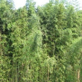 Buy Online Phyllostachys Madake Giant Timber Bamboo PlantForYourGarden ...