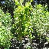 Buy Online Suffolk Red Grape Vine, Seedless Sweet Red Fruit – Maya ...