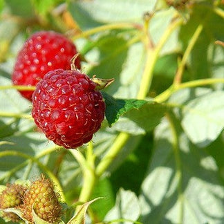 Buy Online Canby Red Raspberry Fruit For Your Home And Garden. – Maya ...