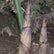 Buy Online Phyllostachys Decora Bamboo Plant For Your Home And Garden ...