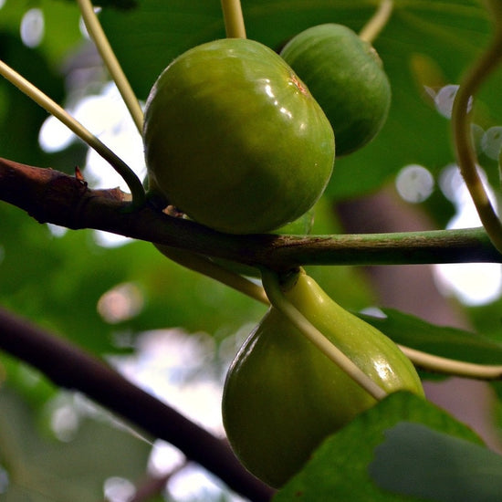 Buy Online Green Ischia Verte Fig Tree, Sweet Fruit, Carefree & Easy to ...