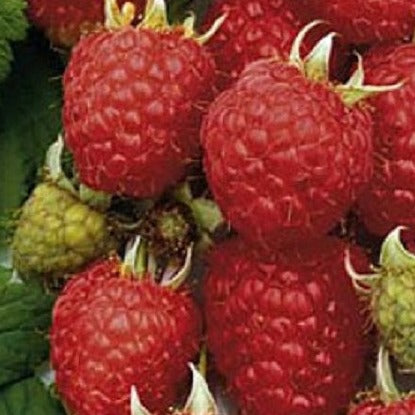 Buy Online Coho Red Raspberry Fruit Plants For Your Home & Garden ...