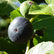 Buy Online Negronne Fig Fruit Tree For Your Home And Garden. – Maya ...