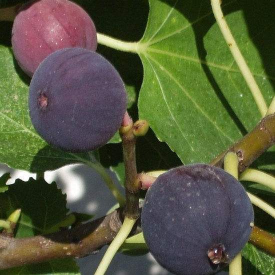 Buy Online Petite Negra Fig Tree Easy To Care For With Purple Fruit ...
