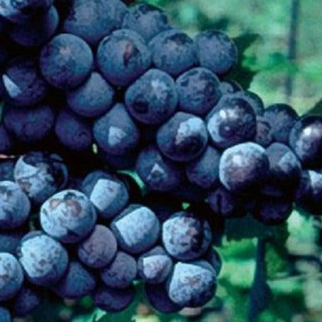 Buy Online Alwood Black Grape Plant For Your Home and Garden. – Maya ...